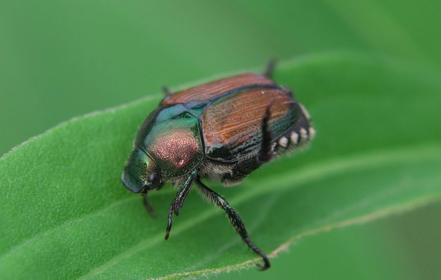 Japanese Beetles – – Extension Taylor County